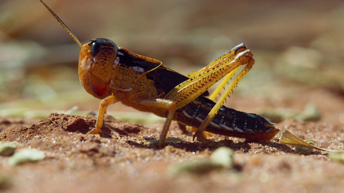 BBC One - Planet Earth II, Deserts, Locusts take to the air