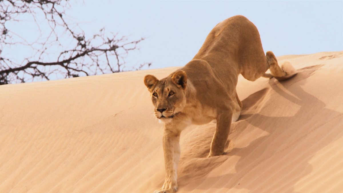 BBC One Planet Earth II Deserts