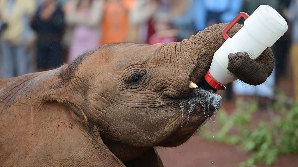 BBC World Service - Witness History, Saving Orphaned African Elephants