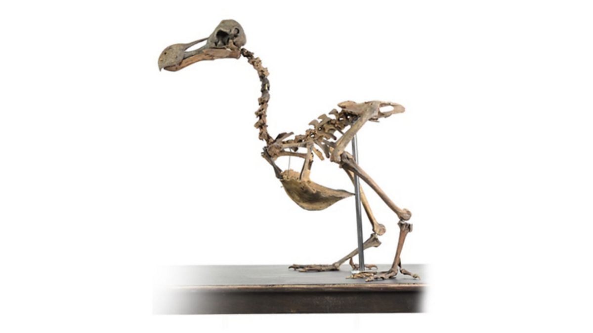 BBC Radio 5 Live - 5 Live In Short, Dodo skeleton sells for £300k