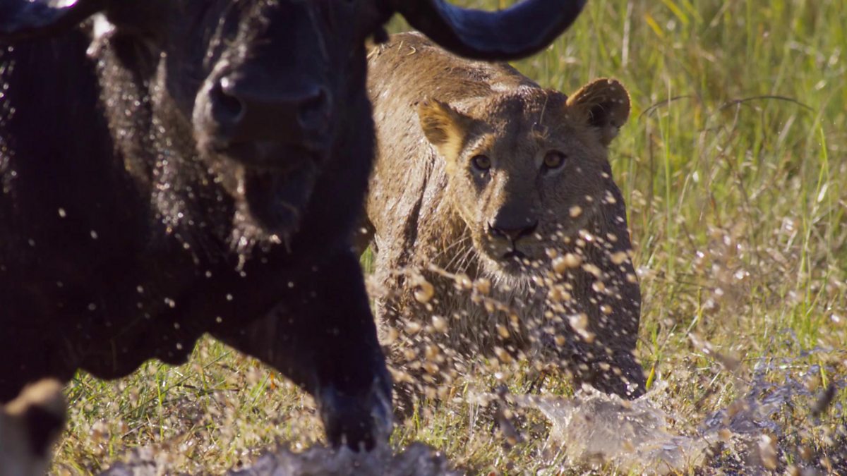BBC One - Planet Earth II, Grasslands, Lions versus buffalo