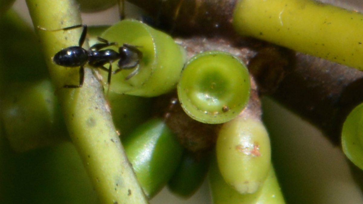 BBC World Service - Newsday, Fiji's Farmer Ants