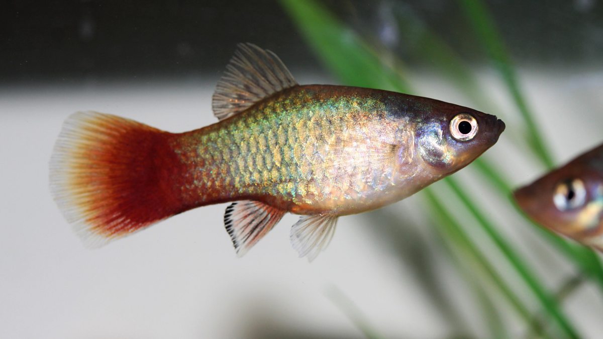 BBC Radio 4 - Today, Fish are 'intelligent and emotional'