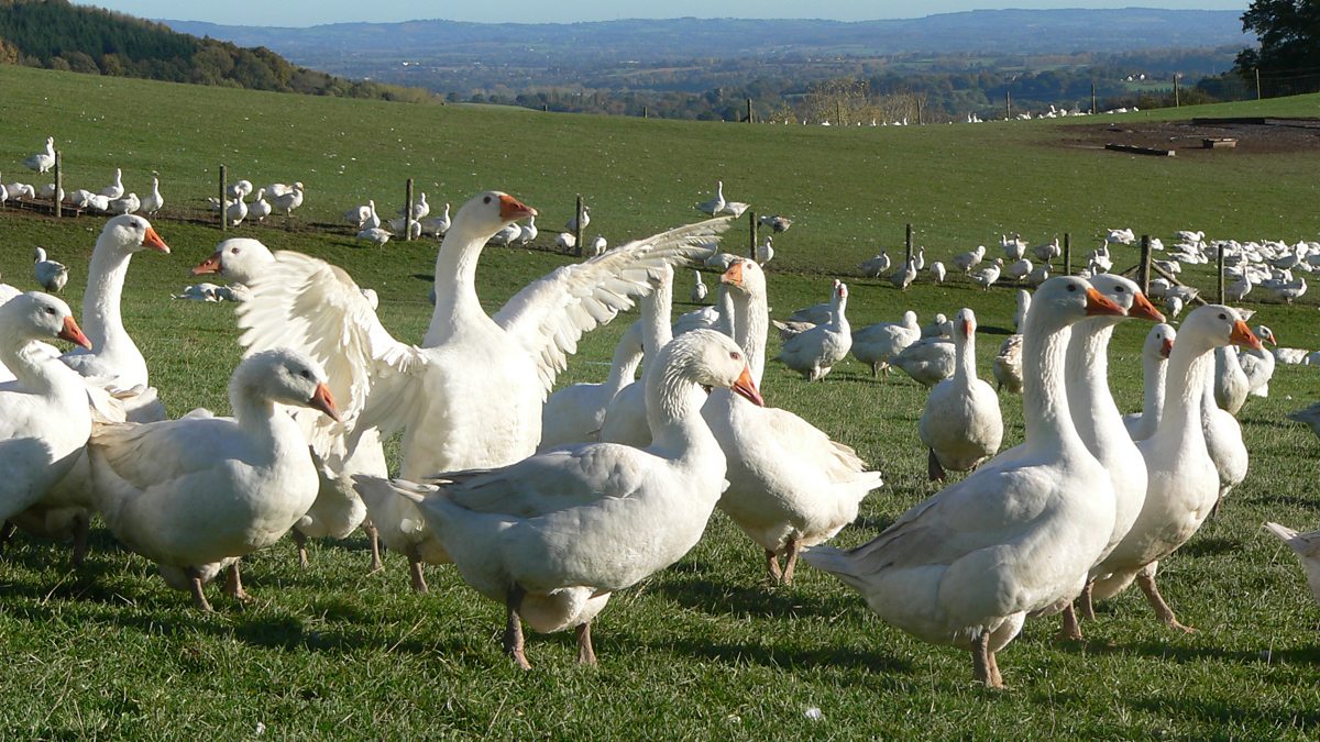 BBC Radio 2 - The Chris Evans Breakfast Show, 30/11/2016, What's the ...