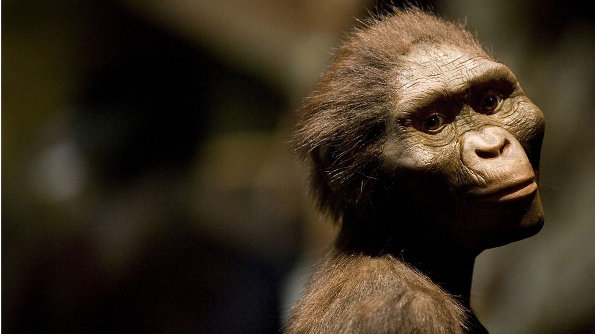 BBC World Service - Science In Action, More Evidence that Lucy Climbed ...