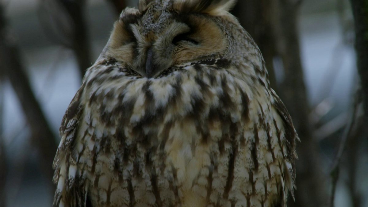 BBC One - Planet Earth II, Cities, Web exclusive: The biggest long ...