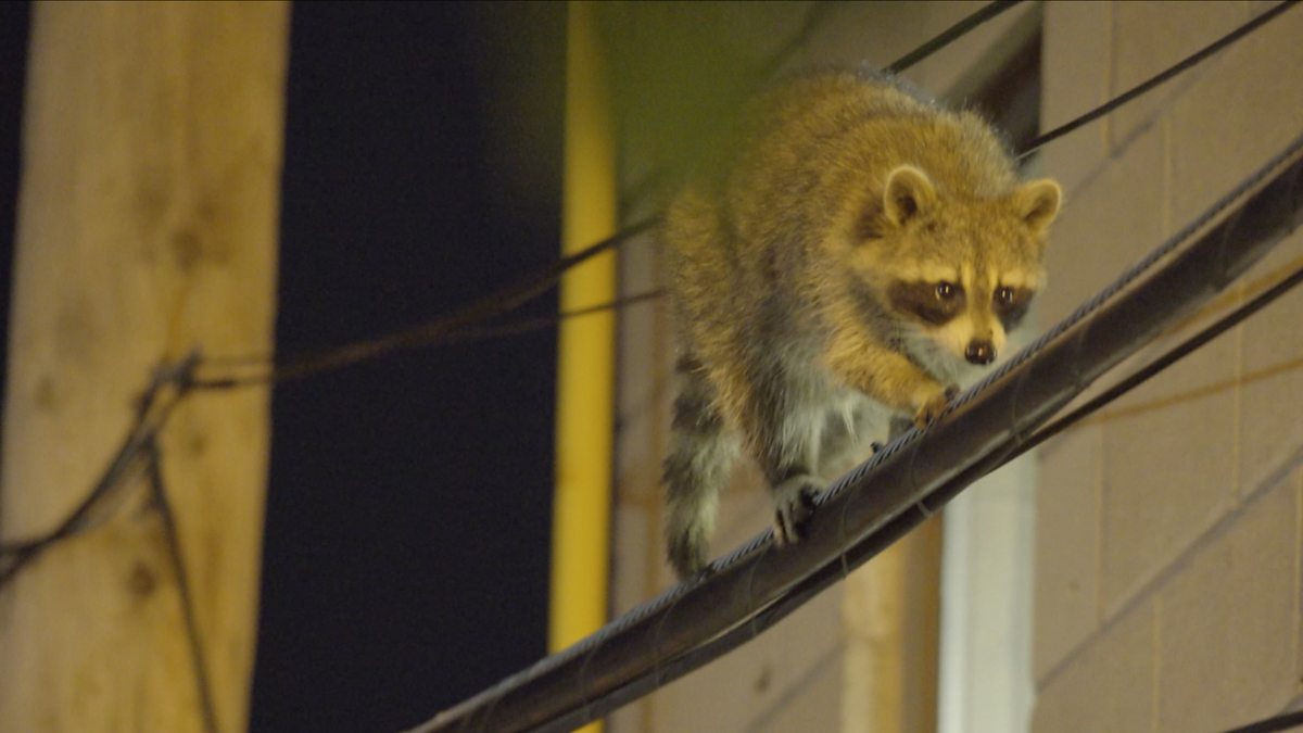 BBC One - Planet Earth II - City Rascals - Raccoon bandits and cheeky ...