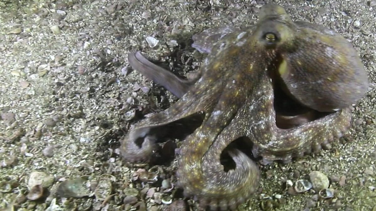 BBC News - Click, Quiet Zone, How the octopus inspires surgical tools