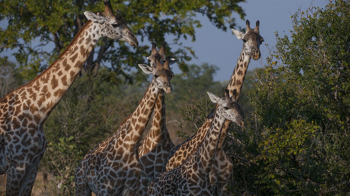 BBC World Service - Newsday, The 'silent extinction' of giraffes
