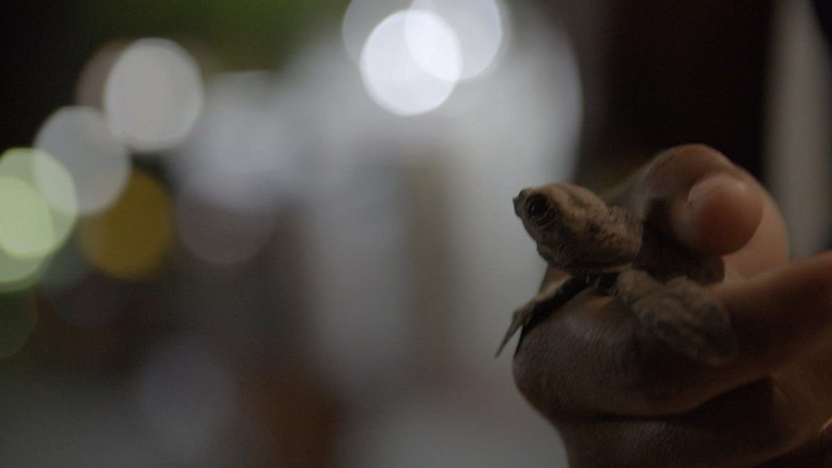 BBC One - Planet Earth II, Cities, Web exclusive: Hawksbill turtle rescue