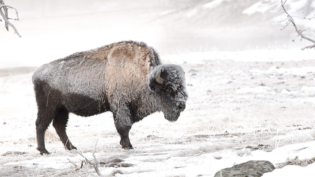 BBC One - Bison in frost - Earth's Seasonal Secrets, Winter - The stars ...