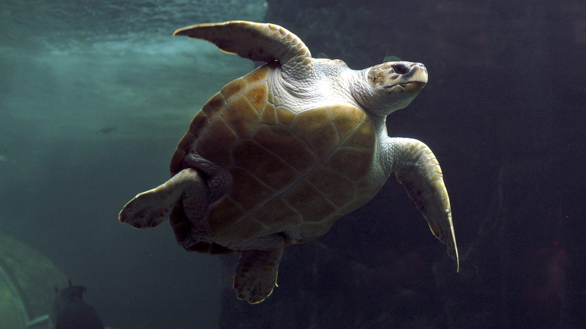 BBC Radio 3 - Sunday Feature, David Attenborough - World Music ...