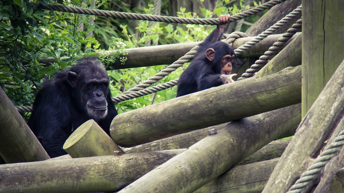 BBC Radio 4 - Almost Human Rights, Dr Richard Ryder - Speciesism and ...