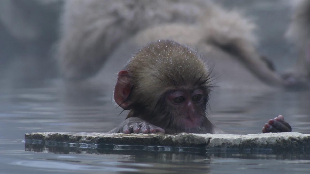 BBC One - Earth's Seasonal Secrets, Winter, Snow spa monkeys