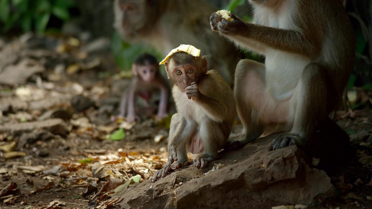 BBC Two - Thailand: Earth's Tropical Paradise, The Secrets of the South ...