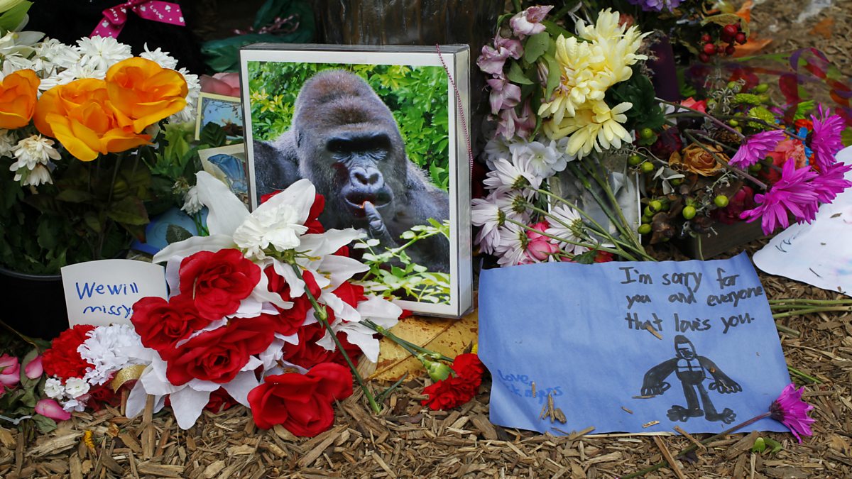 BBC World Service - Trending, Harambe: The Meme that Won’t Go Away
