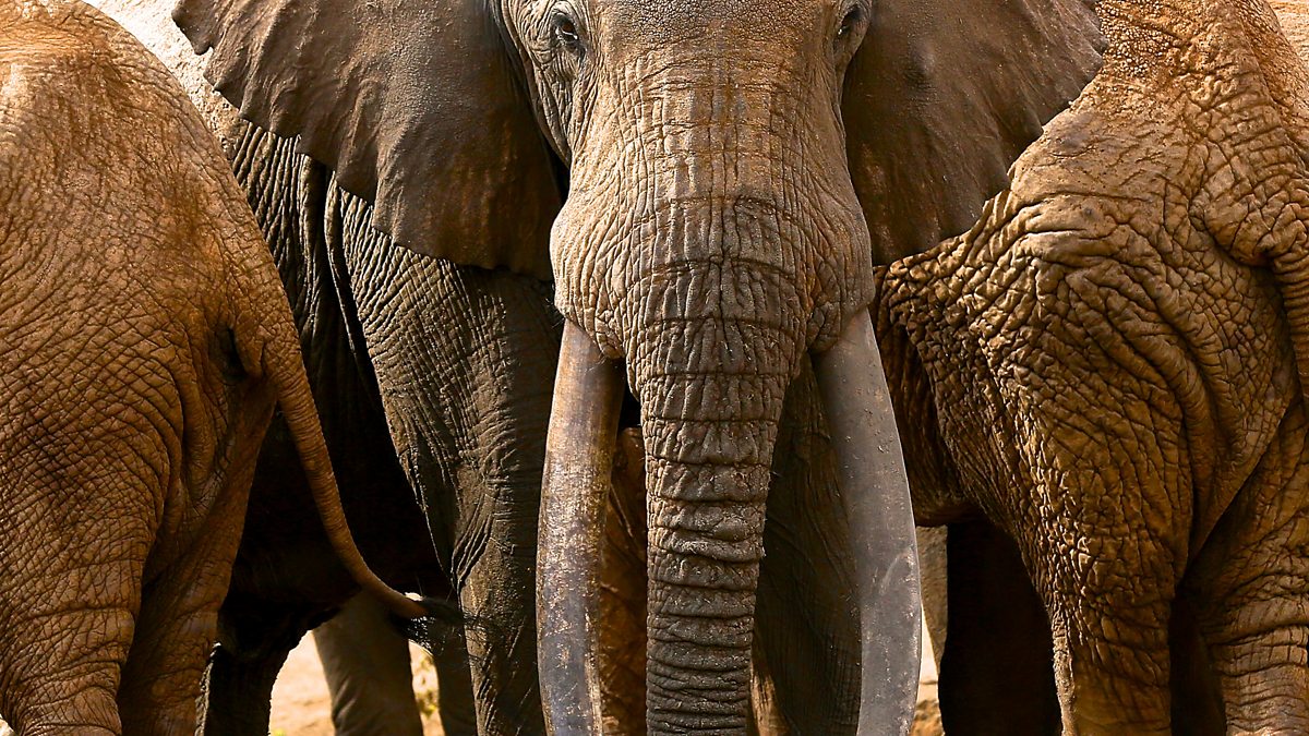 BBC Two - A ‘Super Tusker’. There are only about 21 giant tusked bull ...