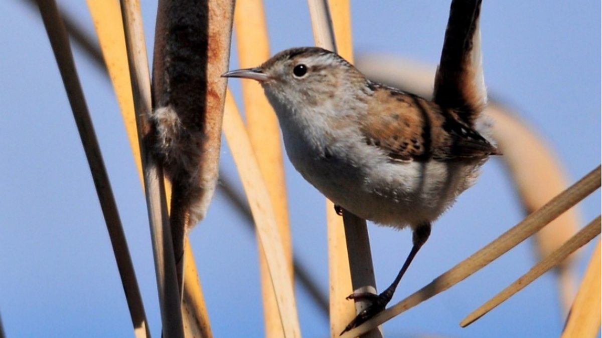 BBC Radio 3 - Breakfast, Bird: The Wren