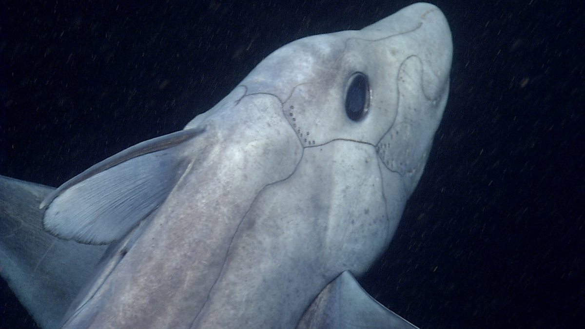 BBC World Service - Newsday, The elusive and bizarre ghost shark revealed