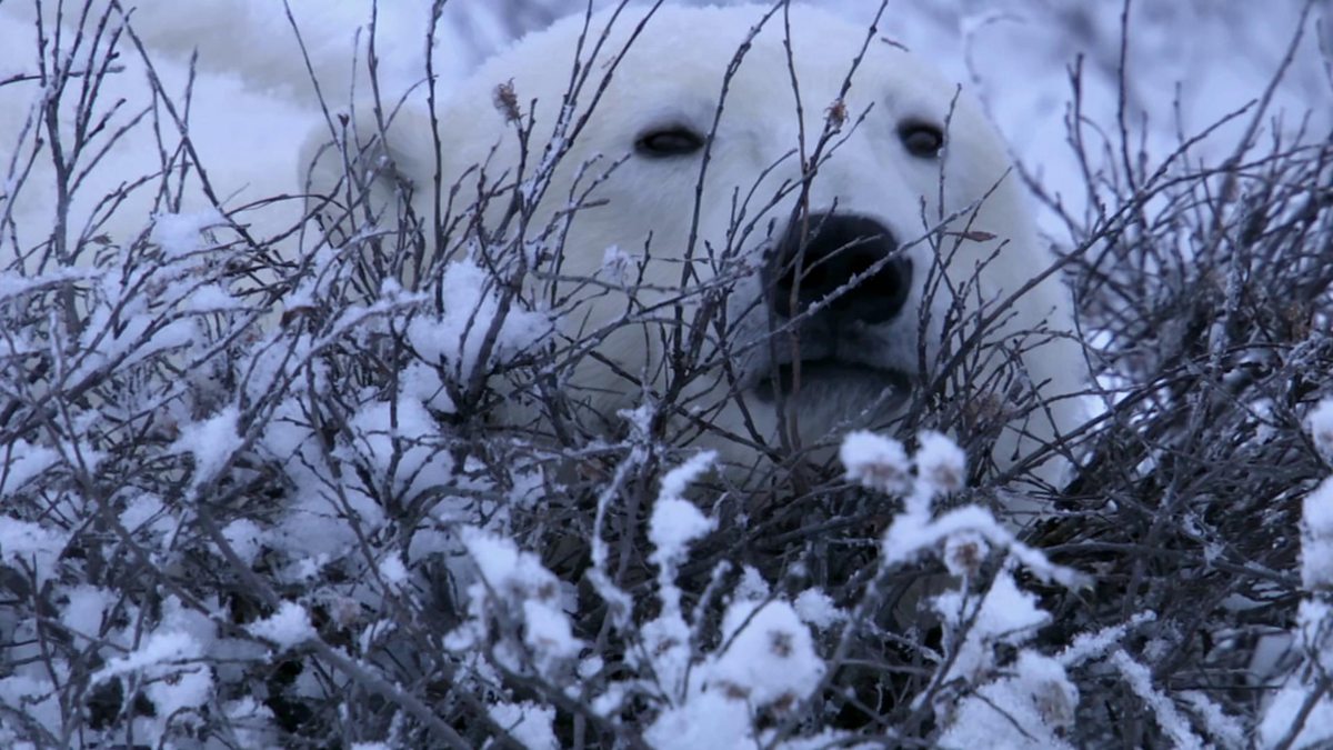 BBC One - Life in the Snow, Life in the Snow