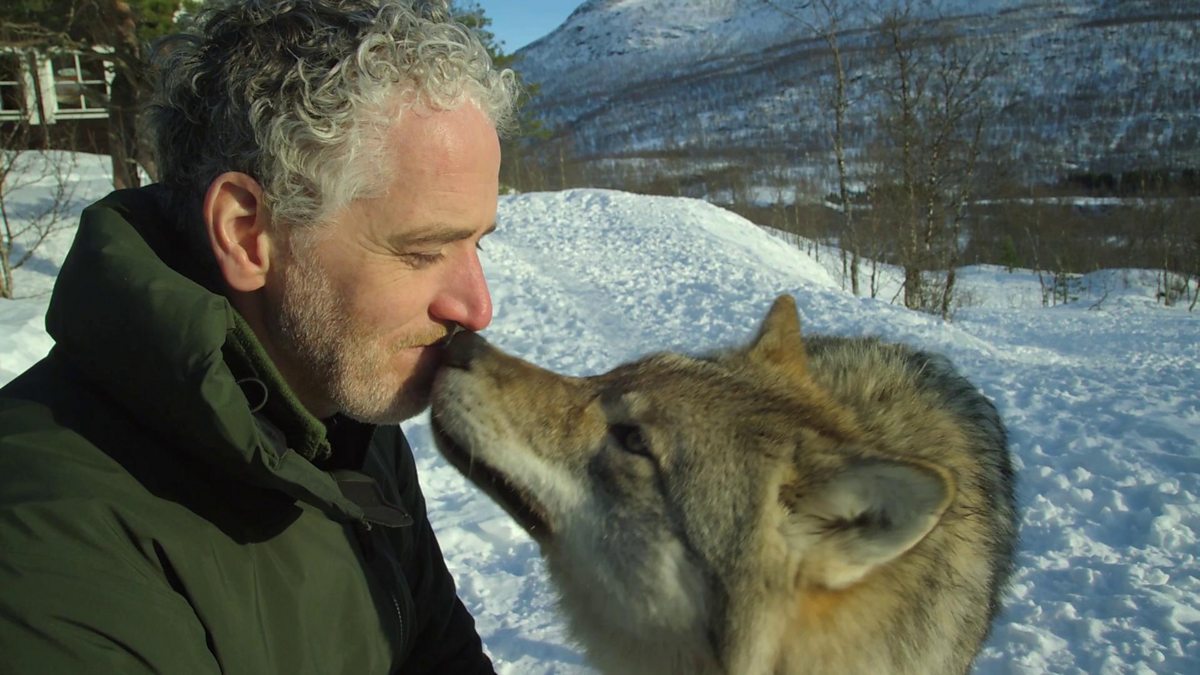 BBC One - Life in the Snow, Gordon comes face to face with a wolf