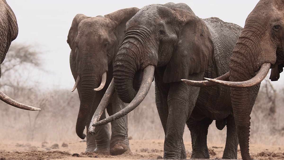 BBC - BBC Earth, Last Of The Super Tuskers