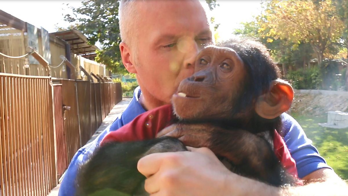 BBC World Service - Outlook, How I rescued a chimp from an Iraqi zoo