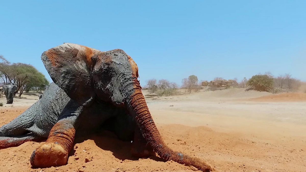 BBC Two - Gordon Buchanan: Elephant Family & Me, Episode 2, Baby ...