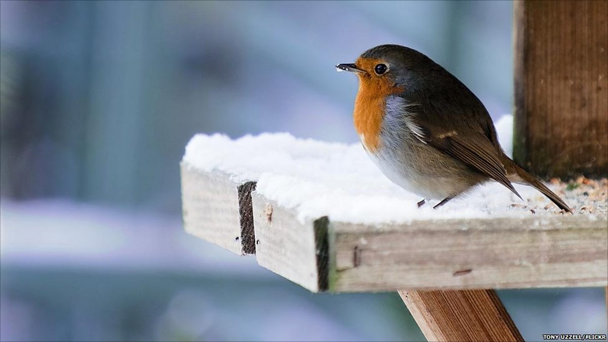BBC Scotland - BBC Scotland, Scotland’s winter wildlife