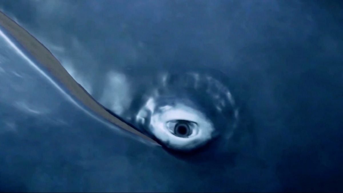 BBC Arts - Hull 2017 City of Culture, Bowhead at Hull Maritime Museum