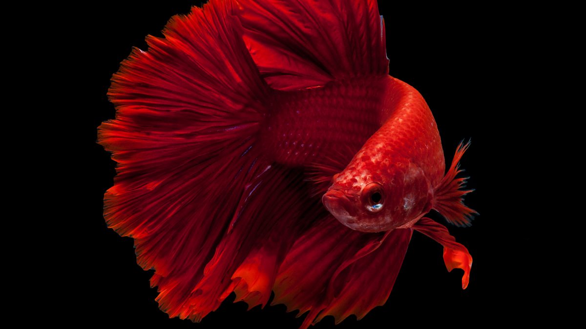 BBC Two - Siamese fighting fish - Thailand: Earth's Tropical Paradise ...