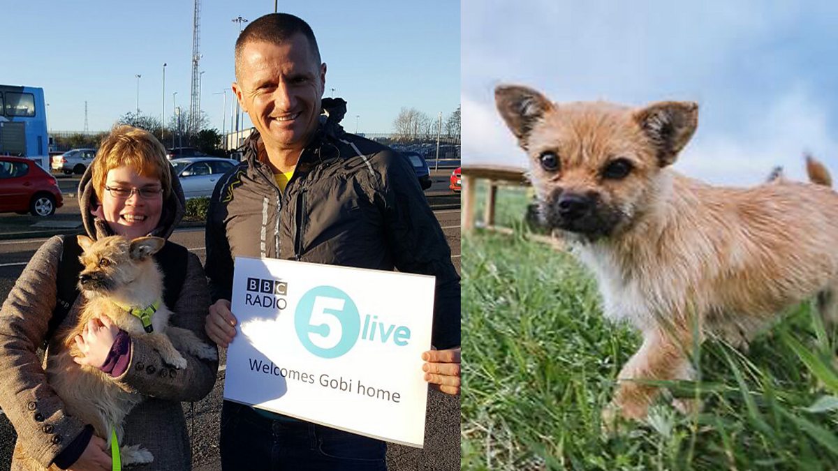BBC Radio 5 Live - 5 Live In Short, Ultra-marathon dog Gobi reaches the UK