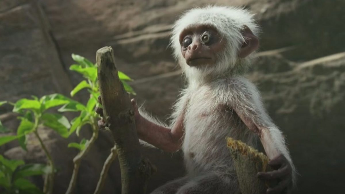 BBC World Service - Newshour, Concealing cameras in robotic 'spy animals'