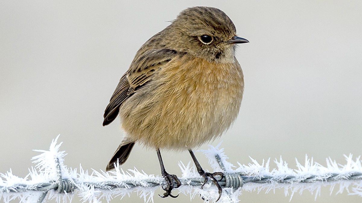 BBC Two - Winterwatch, Winterwatch – Wrapped Up