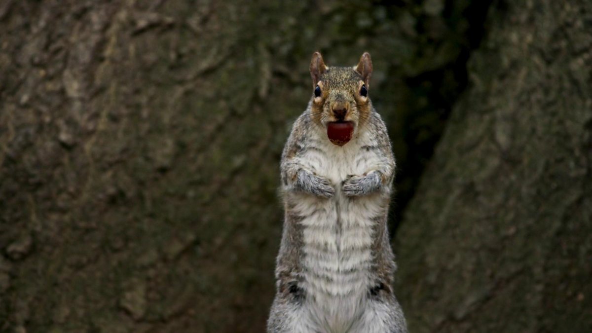 BBC One - Spy in the Wild, Series 1, Intelligence, Thieving squirrels