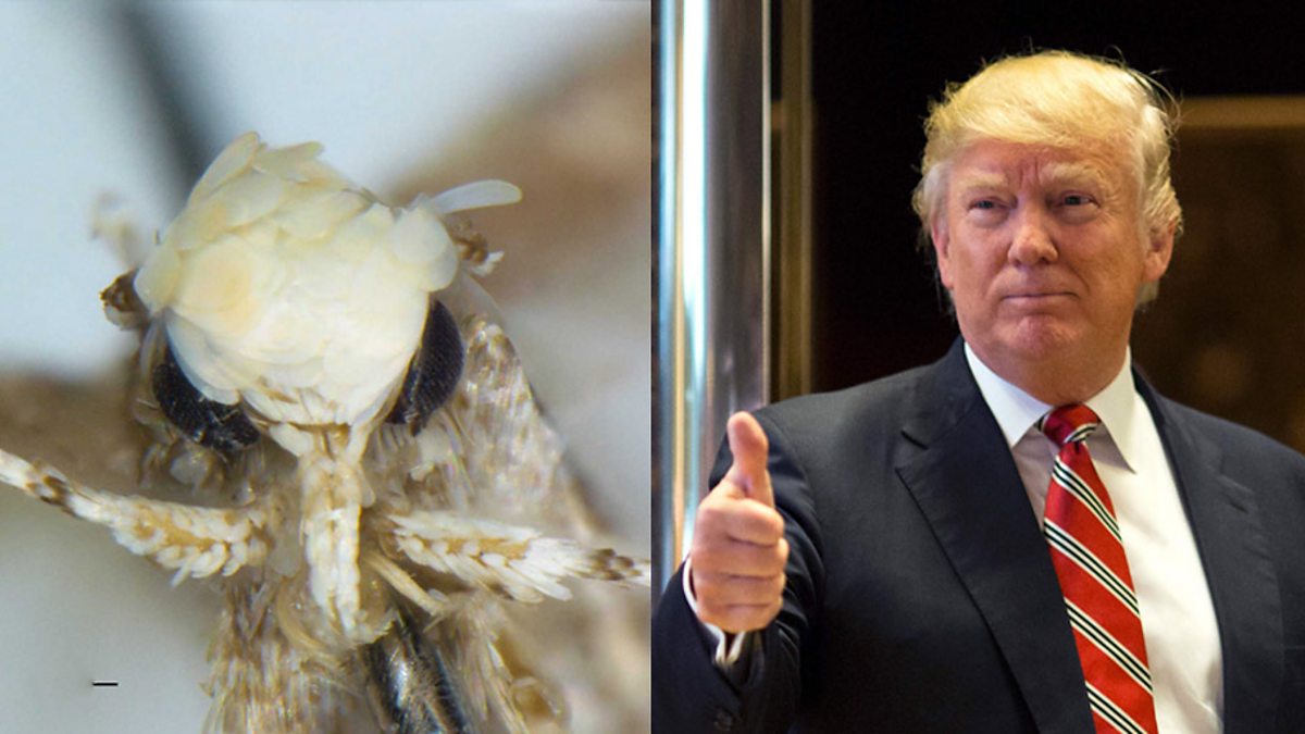 BBC Radio 5 Live - 5 Live In Short, New moth species named after Donald ...