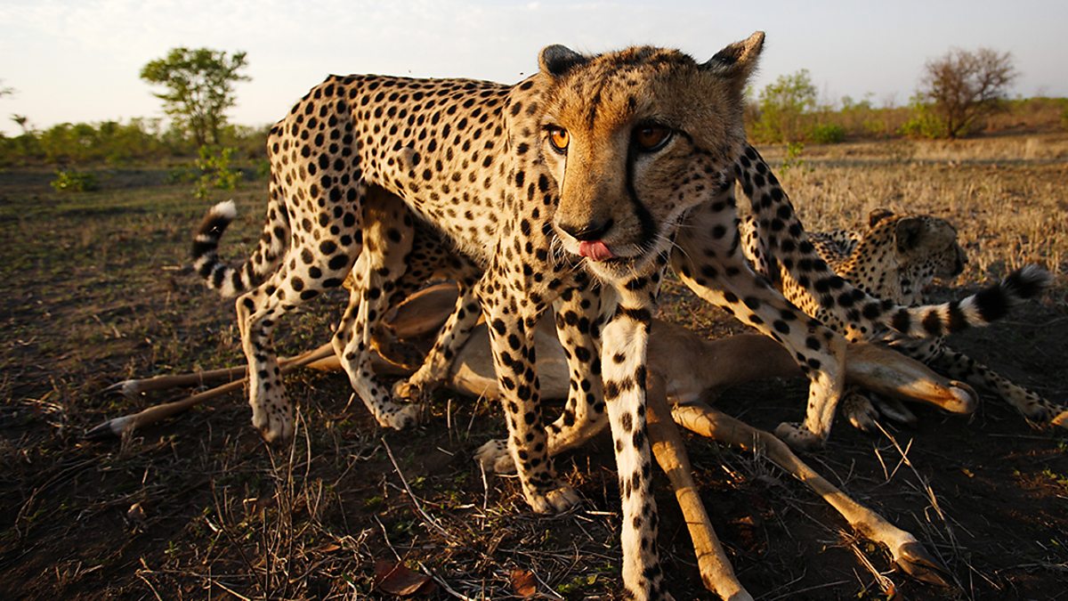 BBC Two - Keeping watch - Natural World, 2016-2017, Cheetahs: Growing ...