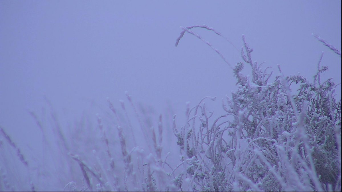 BBC Two - Winterwatch, Series 5, Winterwatch Wrapped Up 2