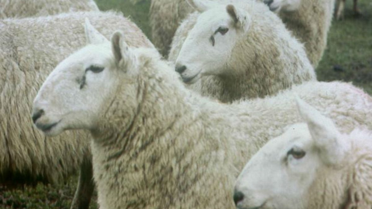 BBC Radio London - Robert Elms, Andrew Lambert, Matt Burt and Vicky ...