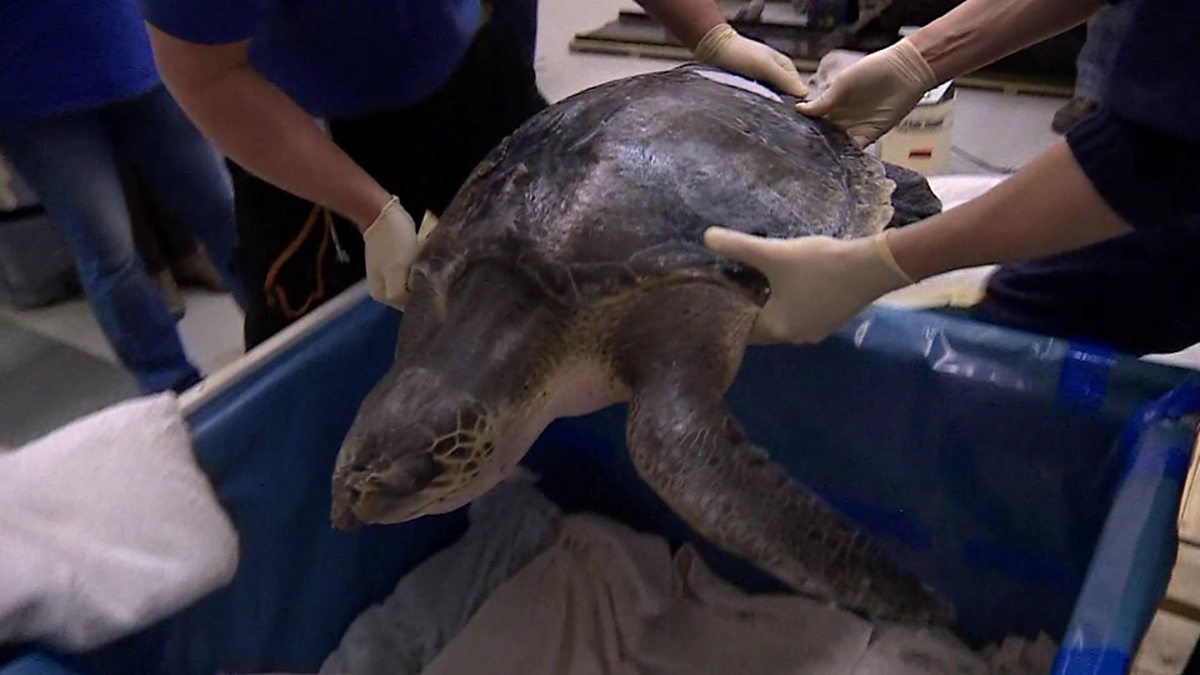 BBC - BBC Learning English, Lingohack: Rescued turtle and moving with ...