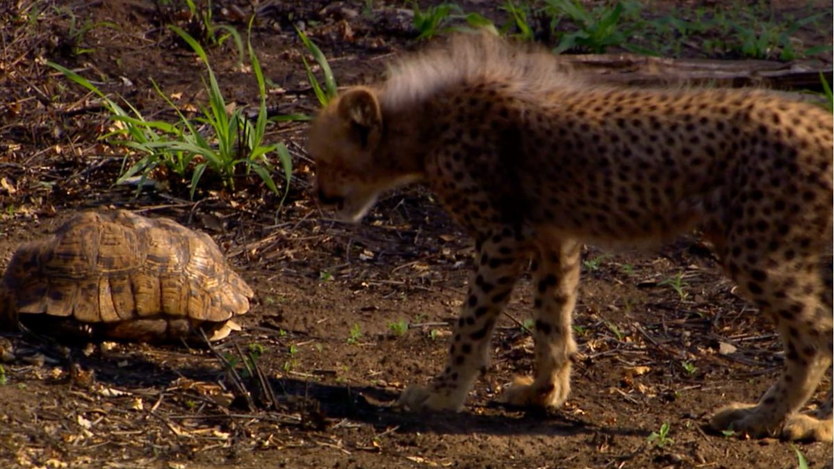 BBC Two - Natural World, 2016-2017, Cheetahs: Growing Up Fast, Tortoise ...
