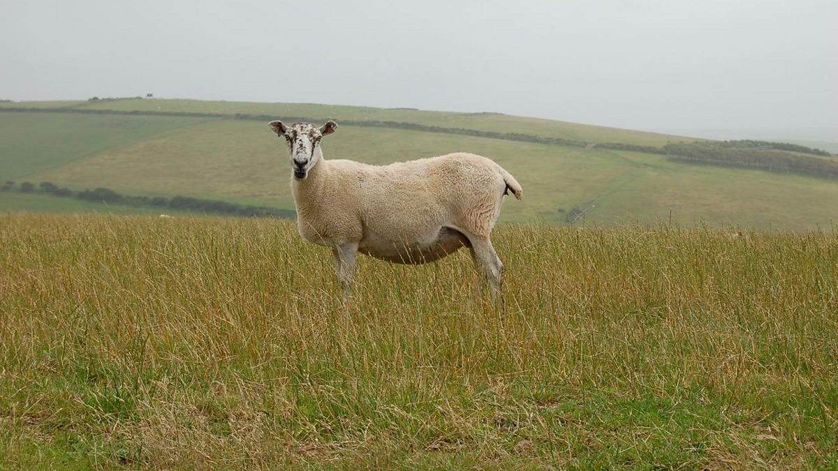 BBC Radio 4 - Radio 4 in Four, A wild sheep chase: join the hunt for ...
