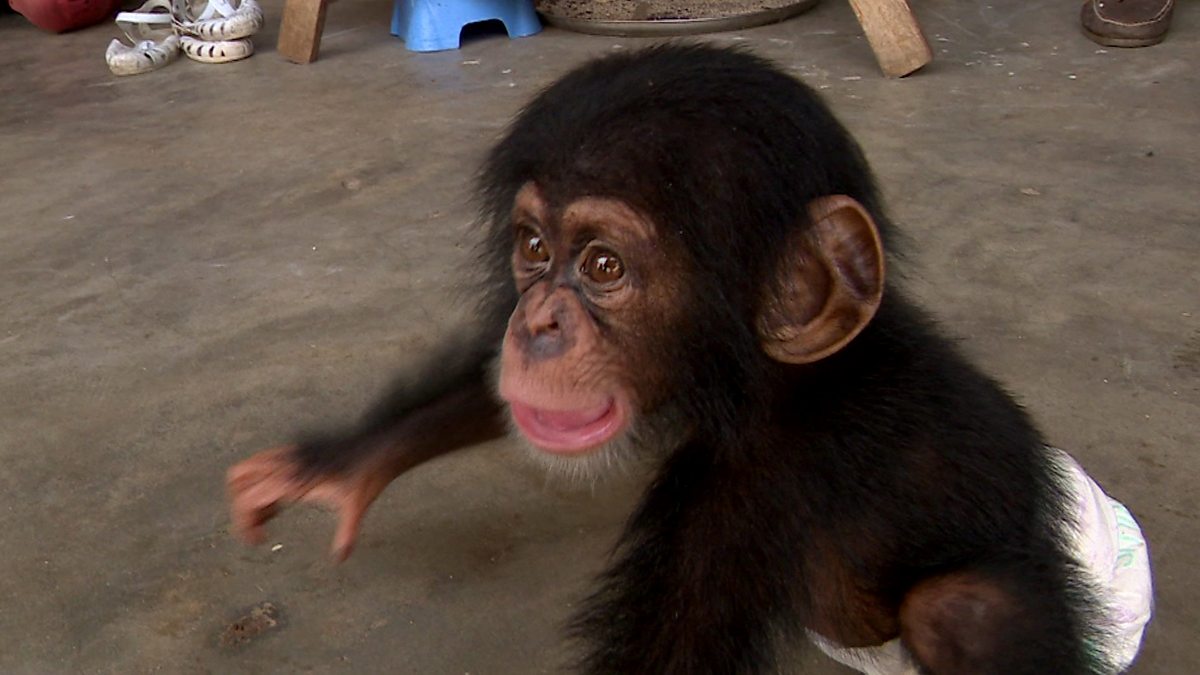 BBC World Service - The Documentary, Chimp Smuggling