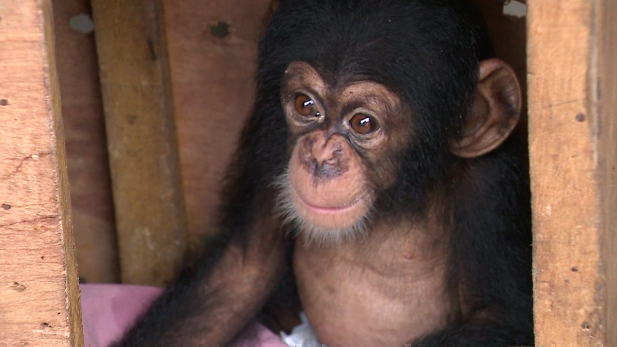 BBC Two - Victoria Derbyshire, 31/01/2017, Traffickers selling baby ...