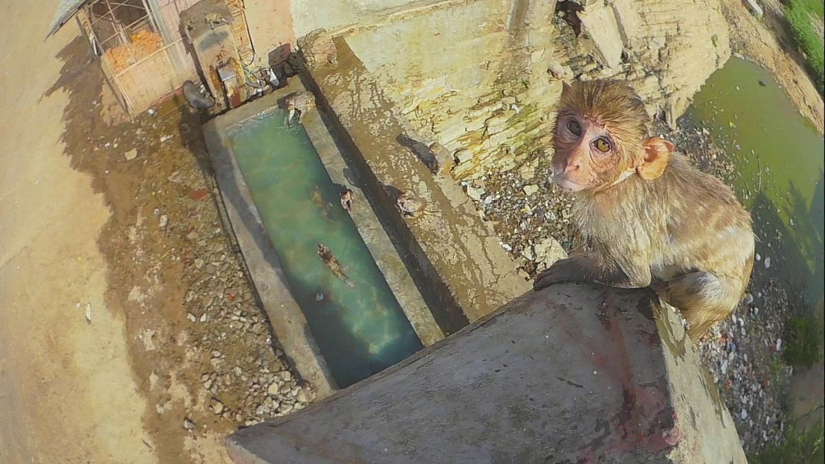 BBC One - Spy in the Wild, Series 1, Mischief, Diving monkeys