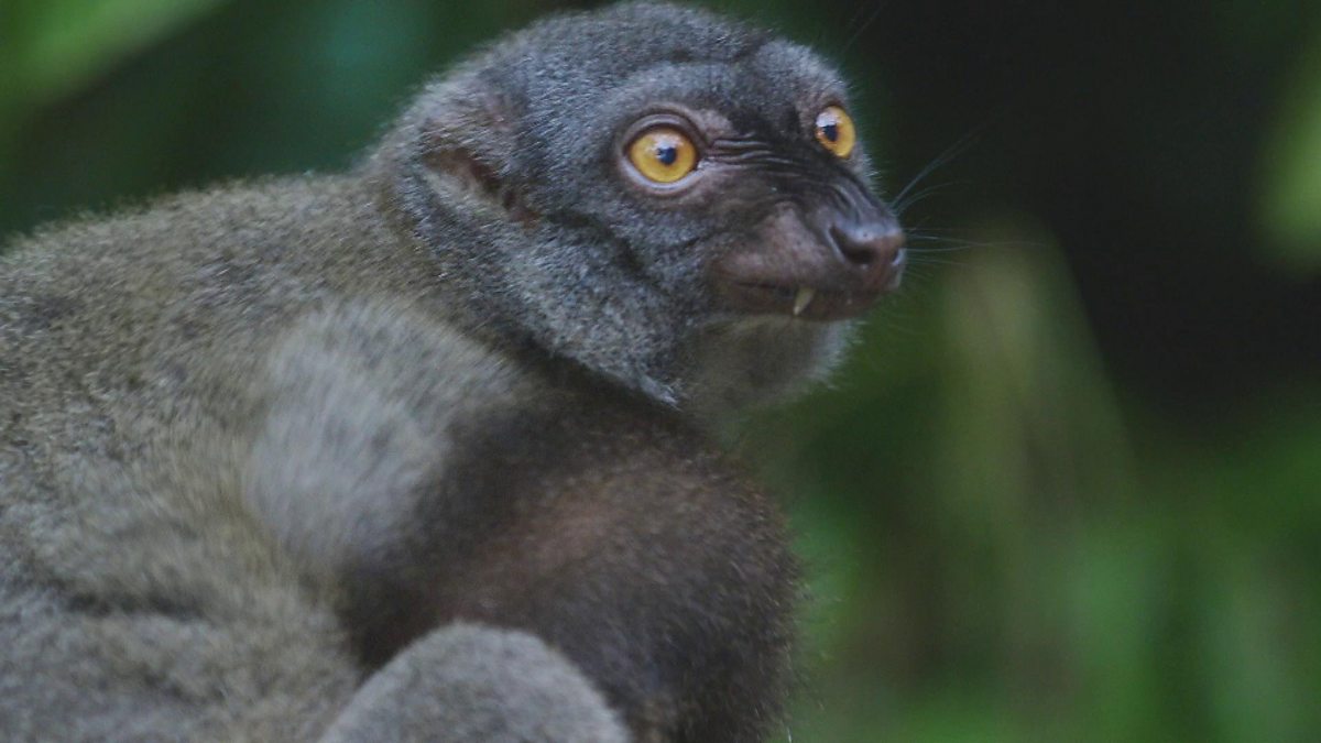 BBC One - Spy in the Wild, Series 1, Mischief, Lemurs high on millipedes