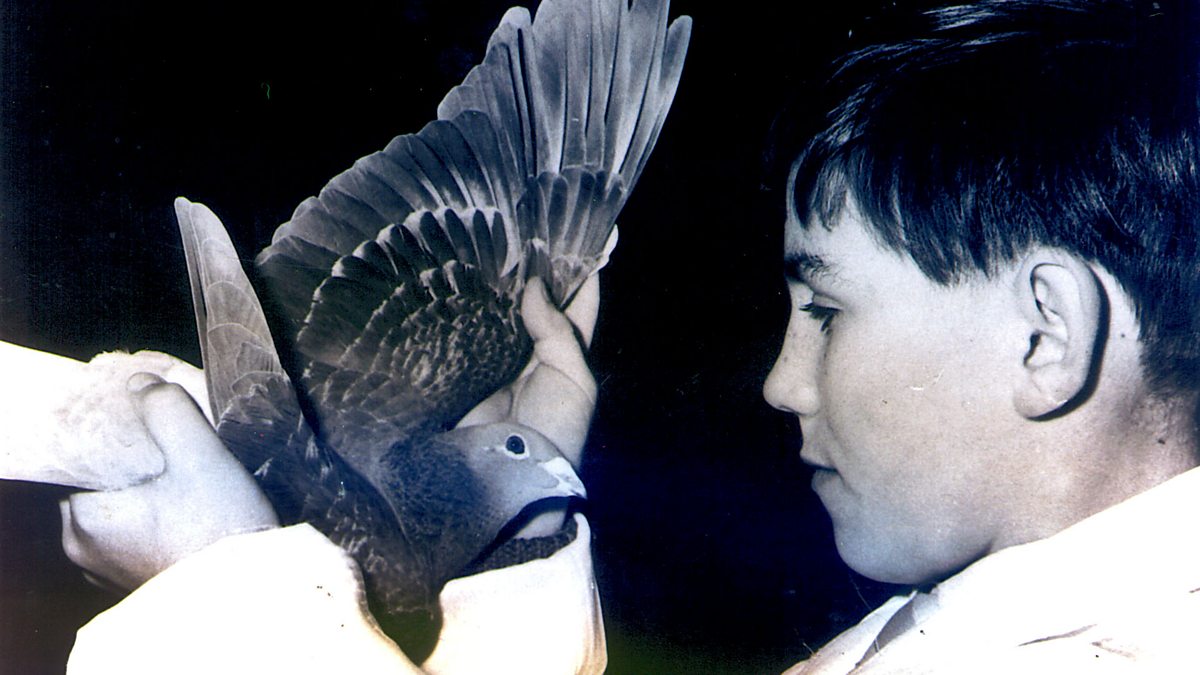 Timeshift - Series 16: 5. Flights of Fancy: Pigeons and the British ...