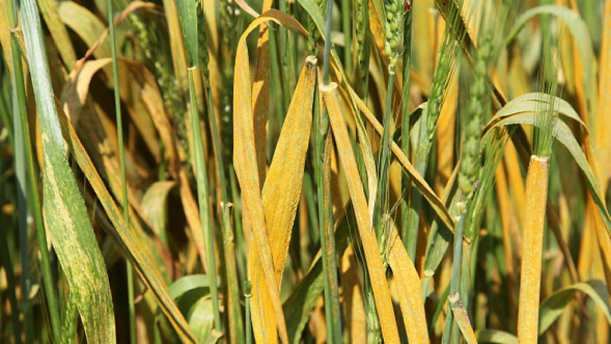 BBC World Service - World Business Report, Is genetically modified ...