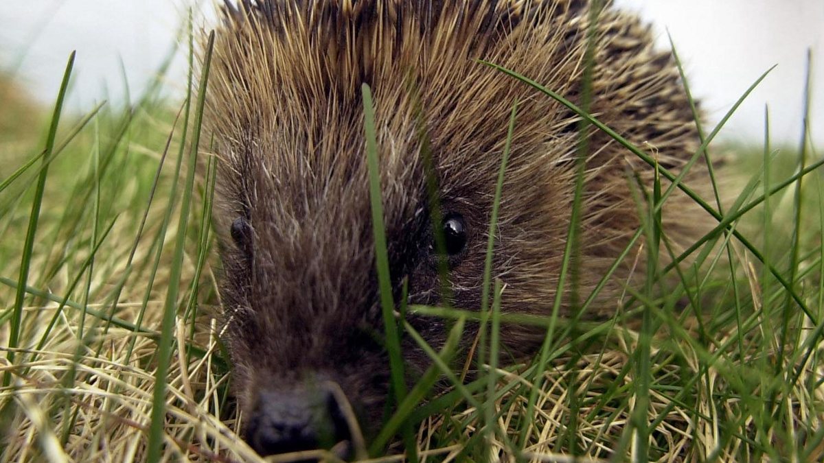 BBC Radio 4 - Today, Can you help save the hedgehog?