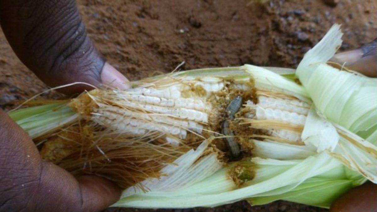 BBC World Service - Newshour, The 'killer' worm threatening livelihoods ...